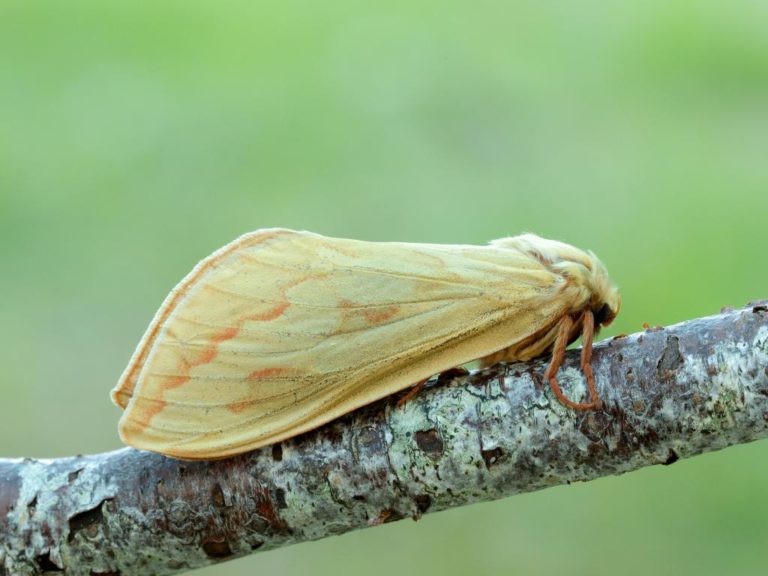 Ghost Moth – Identification, Life Cycle, Facts & Pictures