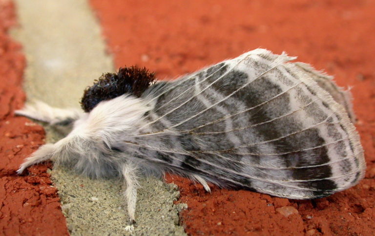 Tolype Moth – Identification, Life Cycle, Facts & Pictures