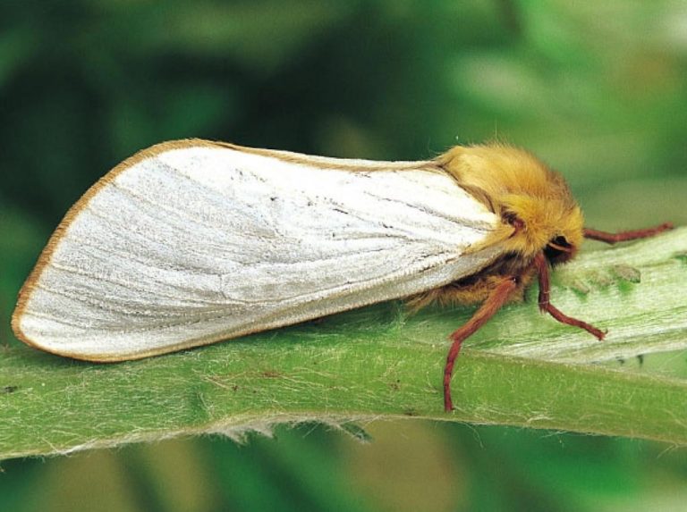 Ghost Moth – Identification, Life Cycle, Facts & Pictures