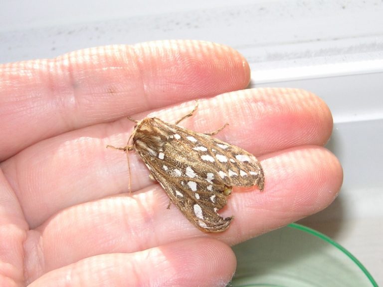 Silver Spotted Tiger Moth – Identification, Life Cycle, Facts & Pictures