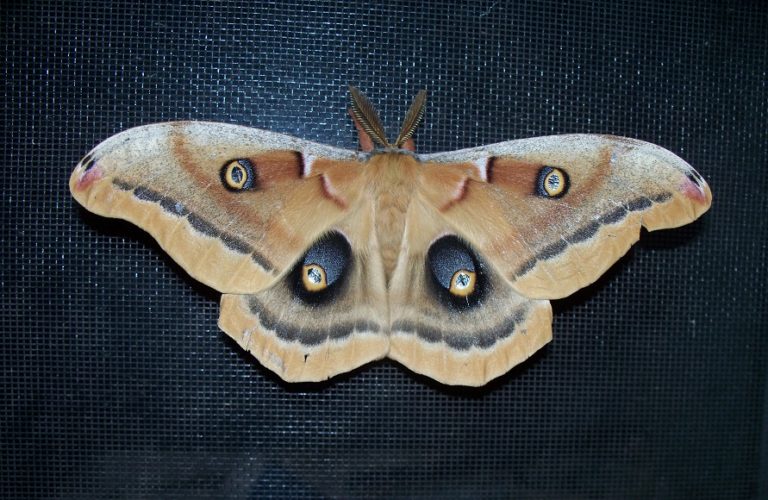 Polyphemus Moth – Identification, Life Cycle, Facts & Pictures