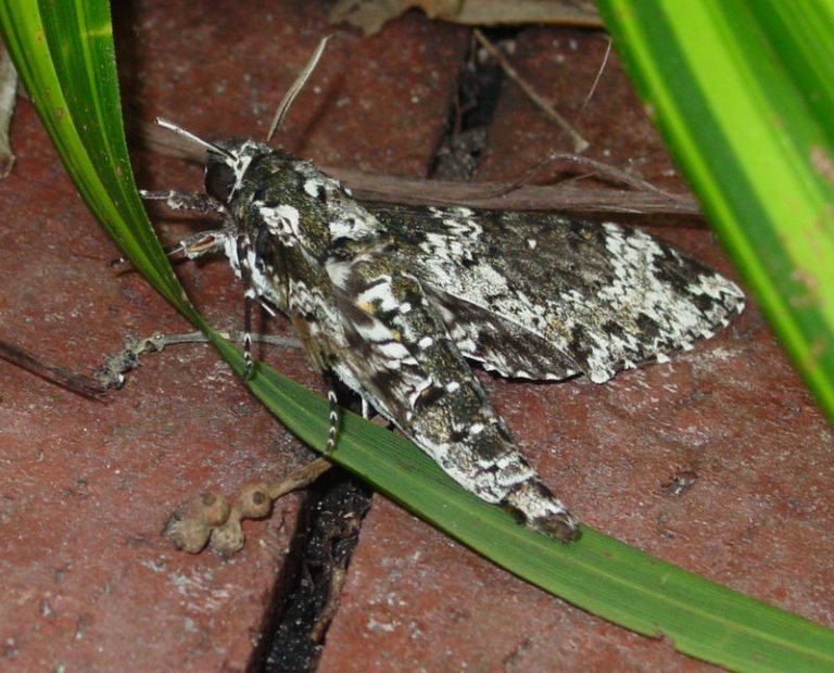 Rustic Sphinx Moth – Facts, Description, Life Cycle, Pictures