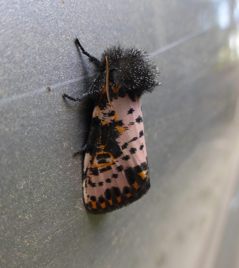 Spanish moth– Identification, Life Cycle, Facts & Pictures