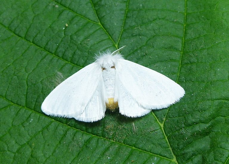 Yellow-Tail Moth – Identification, Life Cycle, Facts & Pictures