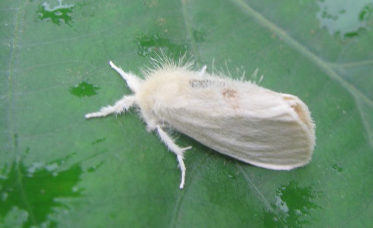 Yellow-Tail Moth – Identification, Life Cycle, Facts & Pictures