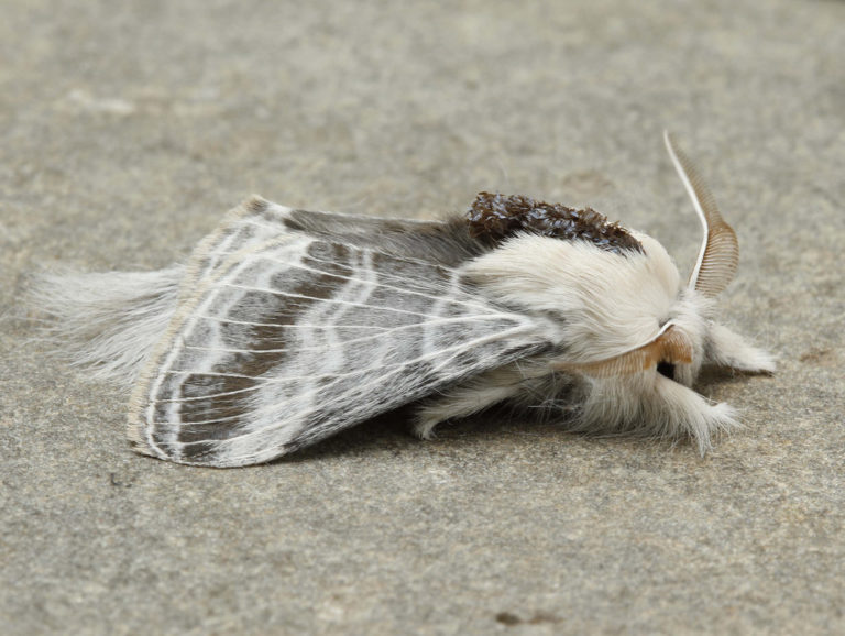 Tolype Moth – Identification, Life Cycle, Facts & Pictures