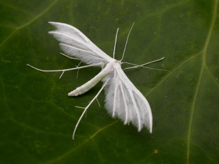 Plume moths – Identification, Life Cycle, Facts & Pictures