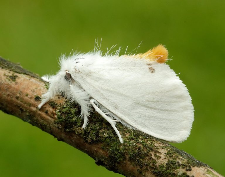 Yellow-Tail Moth – Identification, Life Cycle, Facts & Pictures