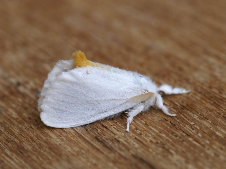 Yellow-Tail Moth – Identification, Life Cycle, Facts & Pictures