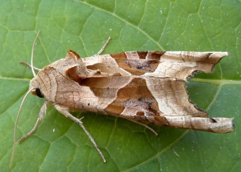 Angle Shades Moth– Identification, Life Cycle, Facts & Pictures