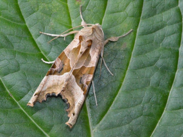 Angle Shades Moth– Identification, Life Cycle, Facts & Pictures