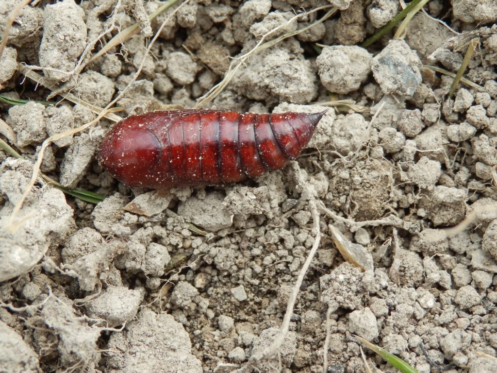 Angle Shades Moth– Identification, Life Cycle, Facts & Pictures