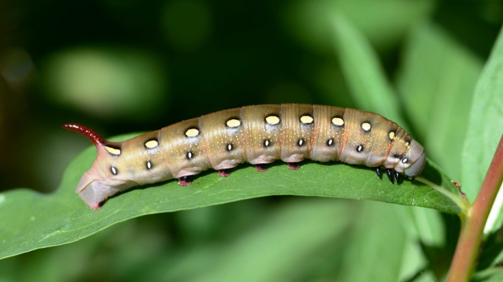 Bedstraw Hawk Moth– Identification, Life Cycle, Facts & Pictures