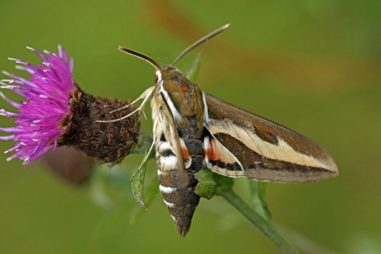 Bedstraw Hawk Moth– Identification, Life Cycle, Facts & Pictures