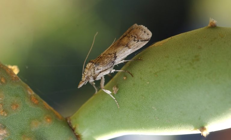 Cactus Moth – Identification, Life Cycle, Facts & Pictures