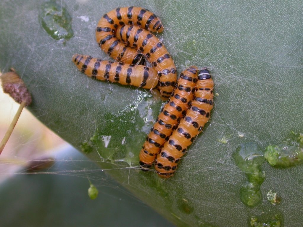 Cactus Moth – Identification, Life Cycle, Facts & Pictures