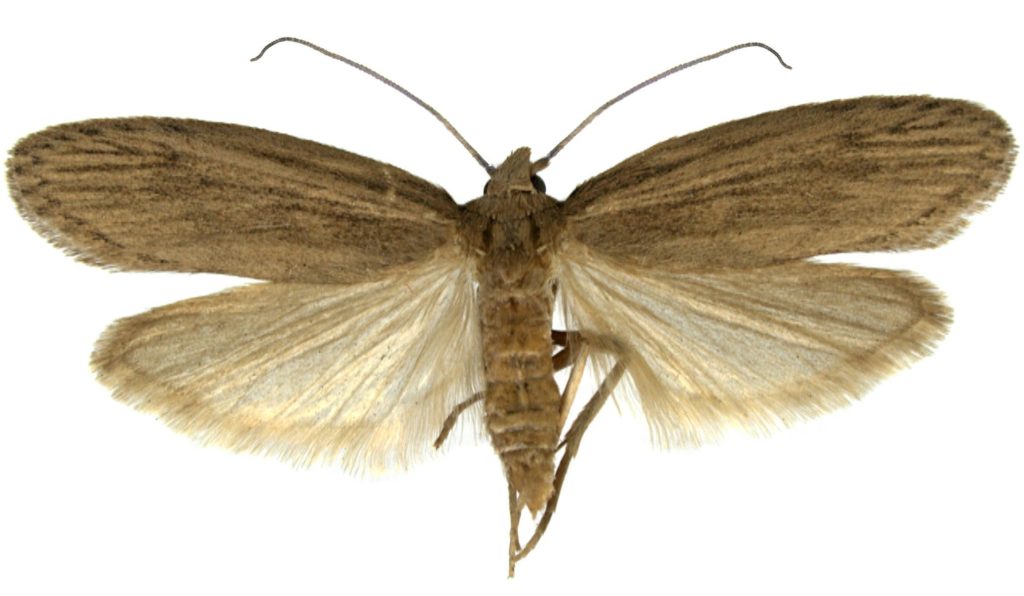 Rice Moth– Identification, Life Cycle, Facts & Pictures