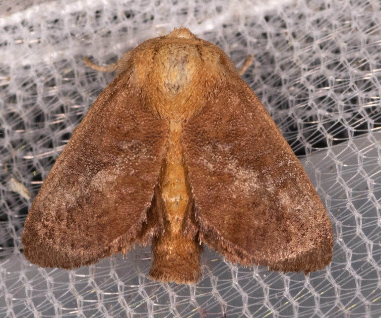 Slug moths – Identification, Life Cycle, Facts & Pictures