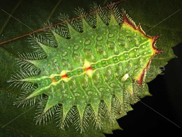 Crowned Slug Moth– Identification, Life Cycle, Facts & Pictures