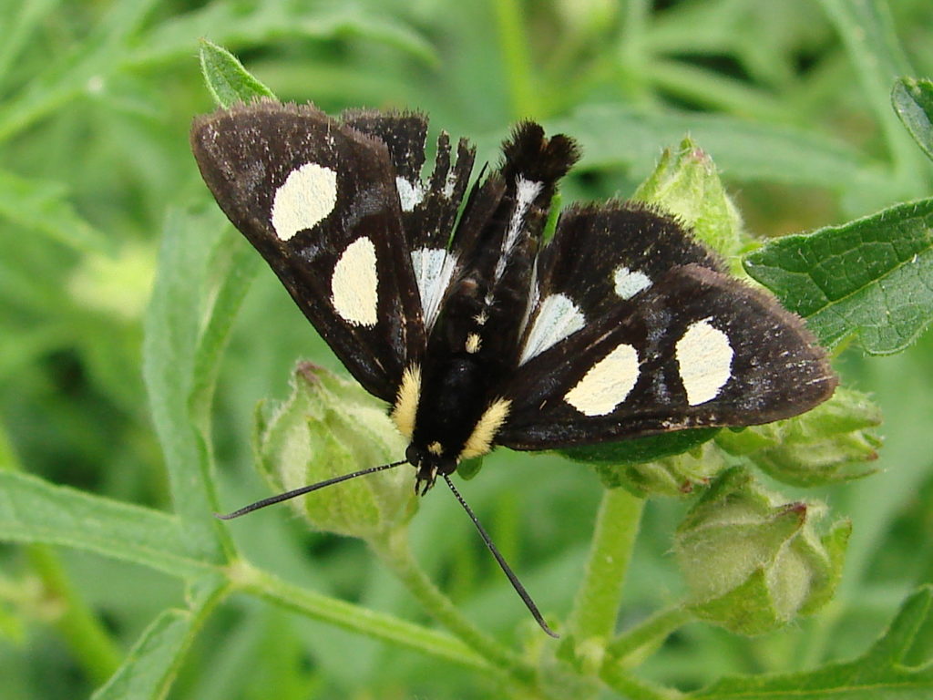 Eight Spotted Forester Moth– Identification, Life Cycle, Facts & Pictures