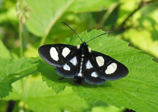 Eight Spotted Forester Moth– Identification, Life Cycle, Facts & Pictures