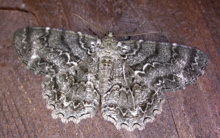 Tulip Tree Beauty Moth– Identification, Life Cycle, Facts & Pictures