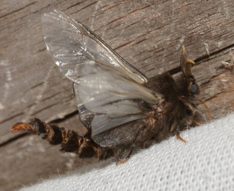 Bagworm moths – Identification, Life Cycle, Facts & Pictures