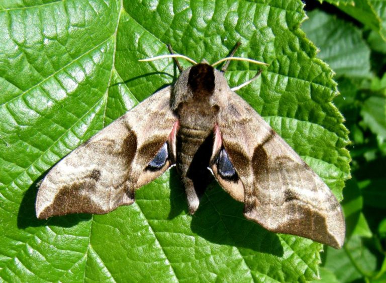 Eyed Hawk Moth– Identification, Life Cycle, Facts & Pictures