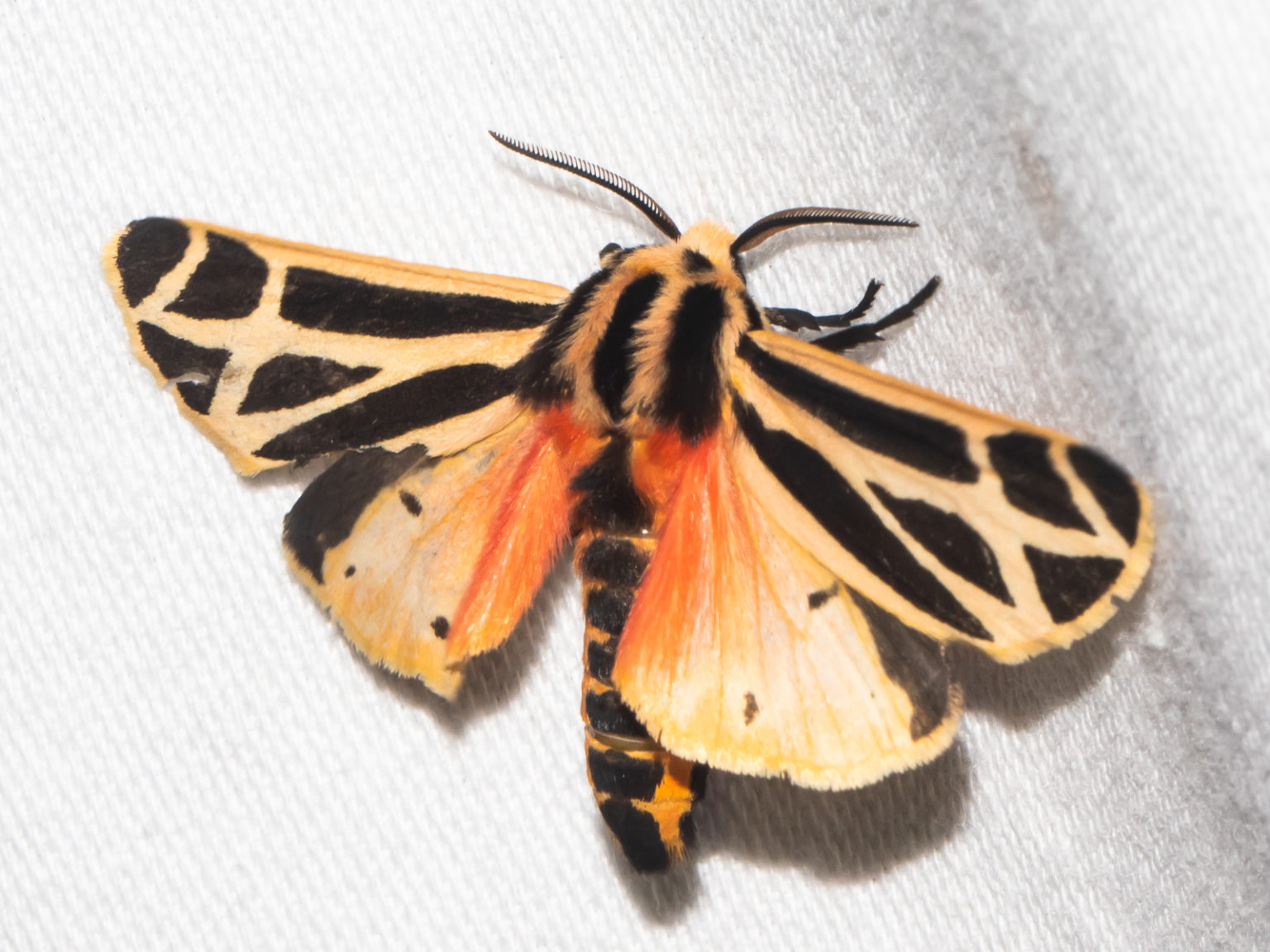 Harnessed Tiger Moth– Identification, Life Cycle, Facts & Pictures