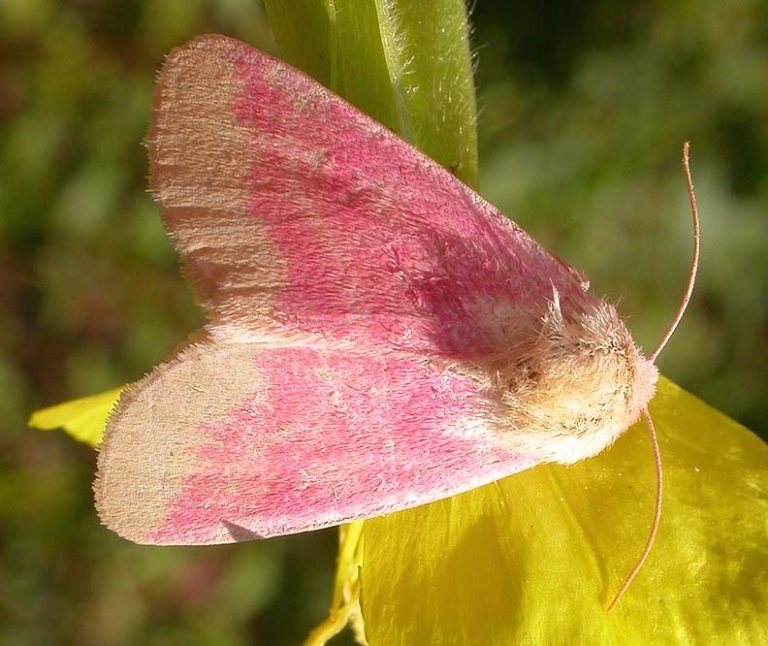 Primrose Moth – Identification, Life Cycle, Facts & Pictures