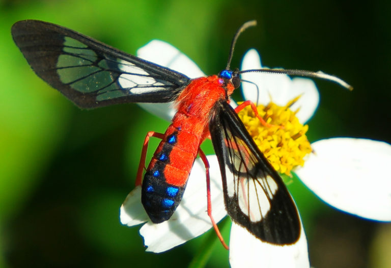 Scarlet-bodied Wasp Moth – Identification, Life Cycle, Facts & Pictures
