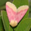 Primrose Moth – Identification, Life Cycle, Facts & Pictures