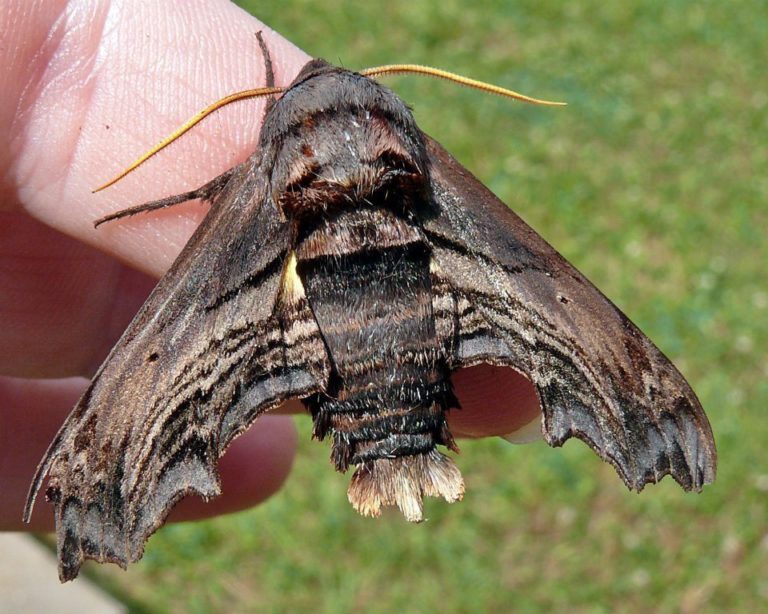 Abbott's Sphinx Moth – Identification, Life Cycle, Facts & Pictures