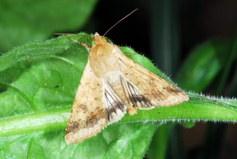Corn Earworm Moth– Identification, Life Cycle, Facts & Pictures