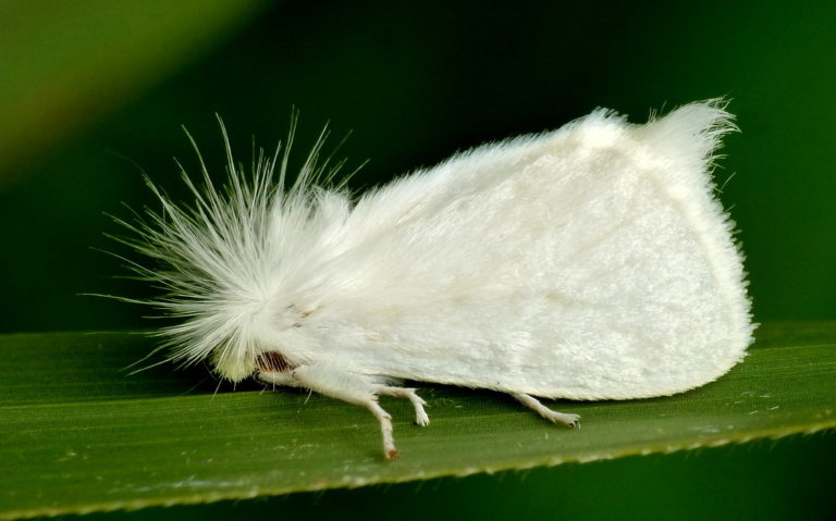 Flannel moths – Identification, Life Cycle, Facts & Pictures
