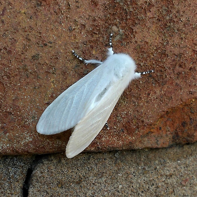 Erebidae Moths Moth Identification Erebidae Moths Moth Identification