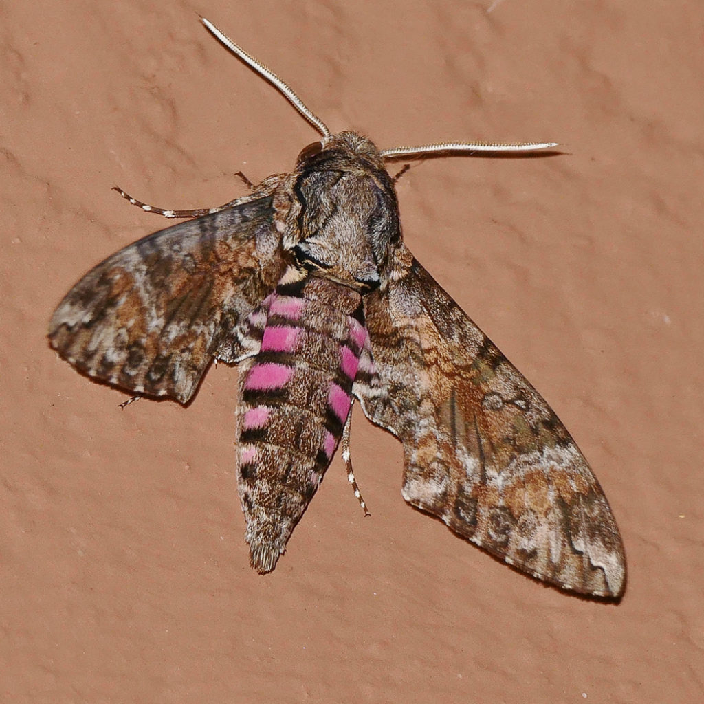 Pink Spotted Hawk Moth– Identification, Life Cycle, Facts & Pictures