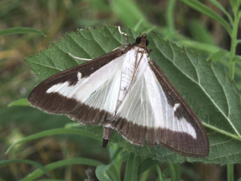 Box Tree Moth– Identification, Life Cycle, Facts & Pictures