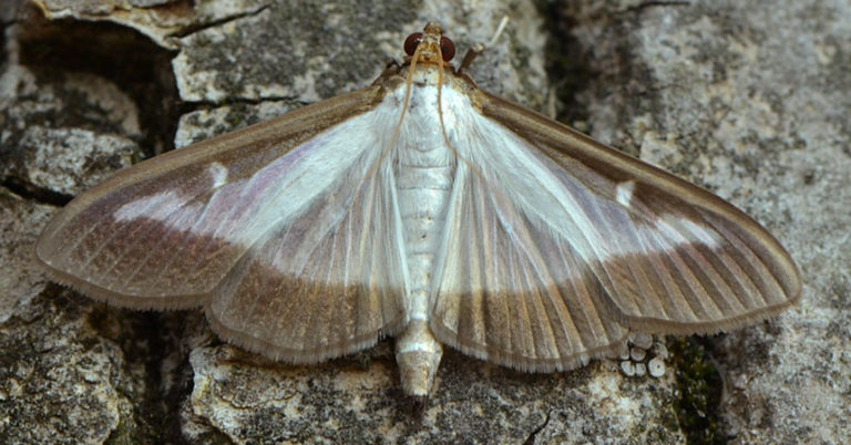 Box Tree Moth– Identification, Life Cycle, Facts & Pictures