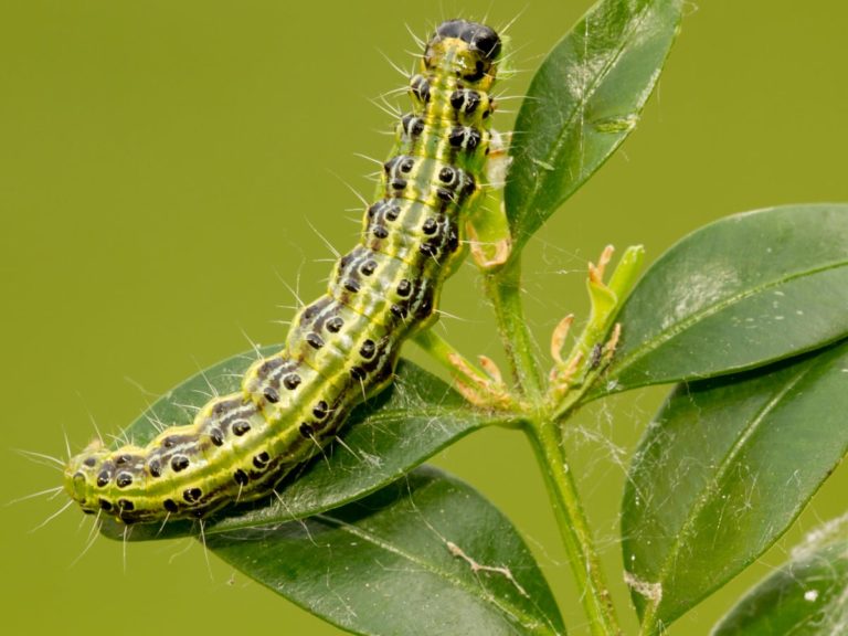 Box Tree Moth– Identification, Life Cycle, Facts & Pictures