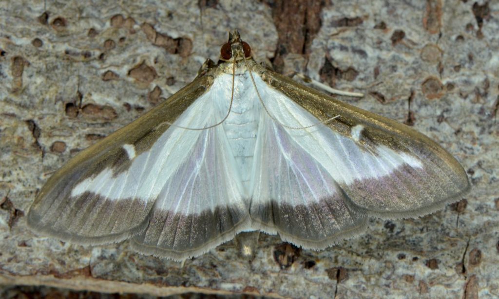 Box Tree Moth– Identification, Life Cycle, Facts & Pictures
