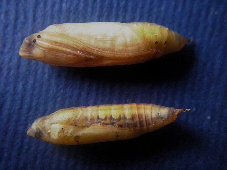 Box Tree Moth– Identification, Life Cycle, Facts & Pictures