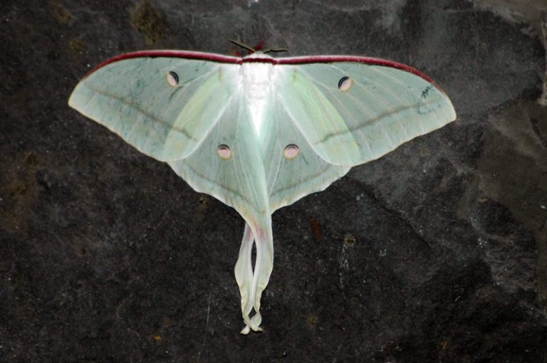 Saturniid moths – Identification, Life Cycle, Facts & Pictures