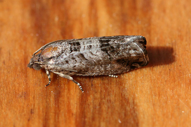 Mexican Jumping Bean Moth– Identification, Life Cycle, Facts & Pictures