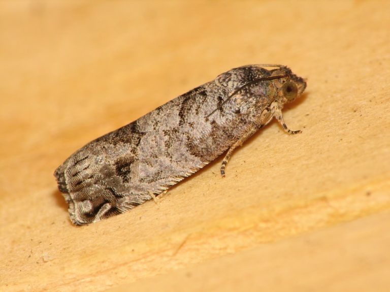 Mexican Jumping Bean Moth– Identification, Life Cycle, Facts & Pictures