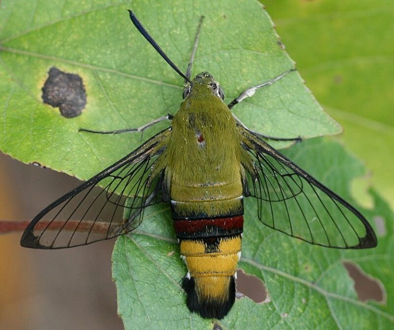 Pellucid Hawk Moth– Identification, Life Cycle, Facts & Pictures