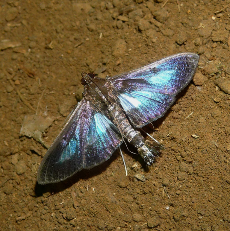 Pickleworm Moth– Identification, Life Cycle, Facts & Pictures