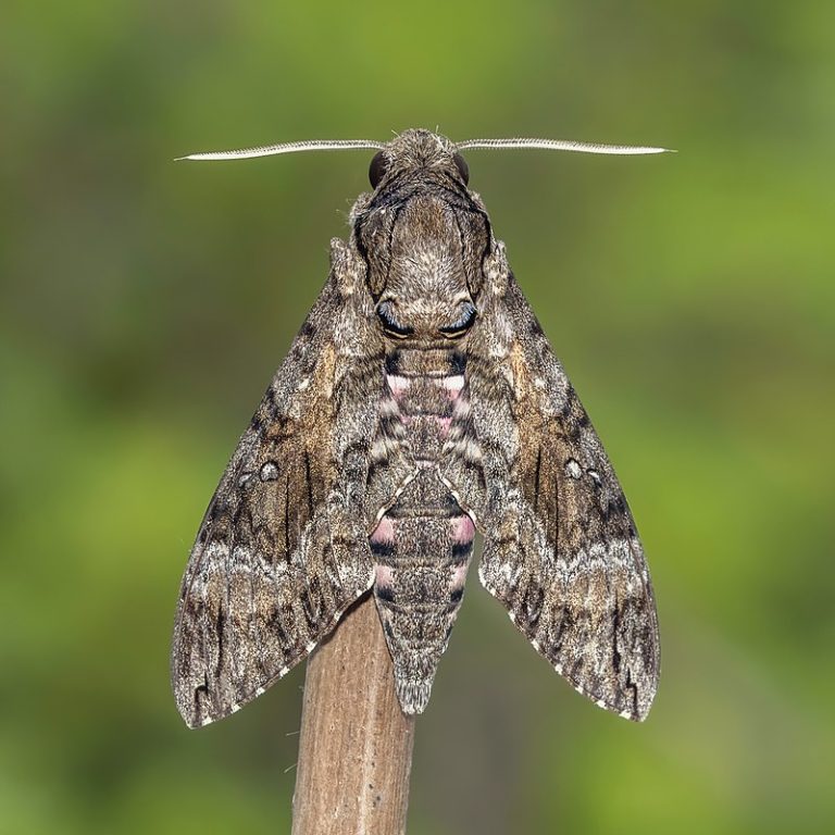 Pink Spotted Hawk Moth– Identification, Life Cycle, Facts & Pictures