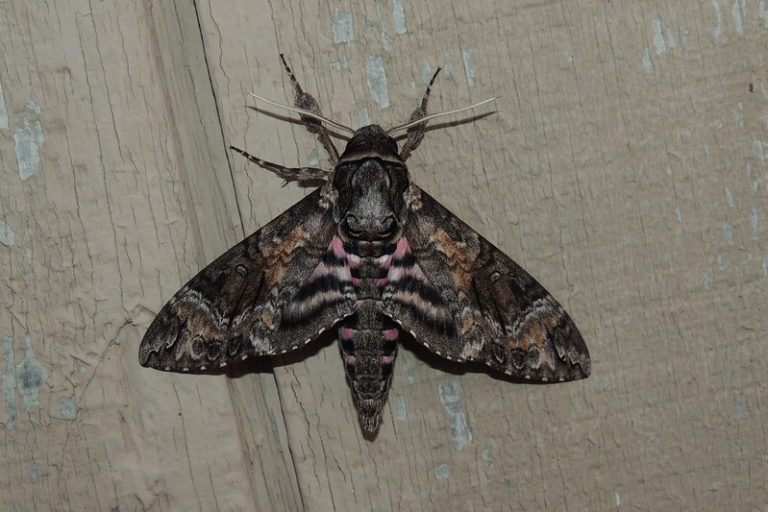 Pink Spotted Hawk Moth– Identification, Life Cycle, Facts & Pictures