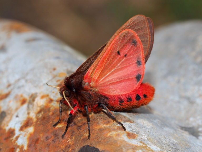 Ruby Tiger Moth– Identification, Life Cycle, Facts & Pictures